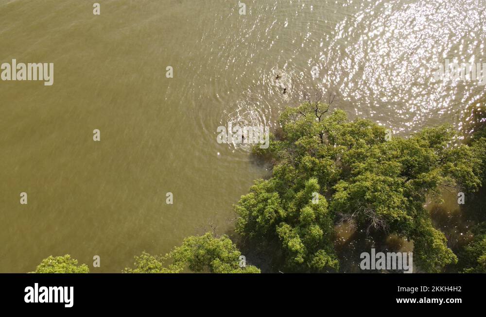 Mangrove Trees and Children Bathing, a successful reforestation program ...
