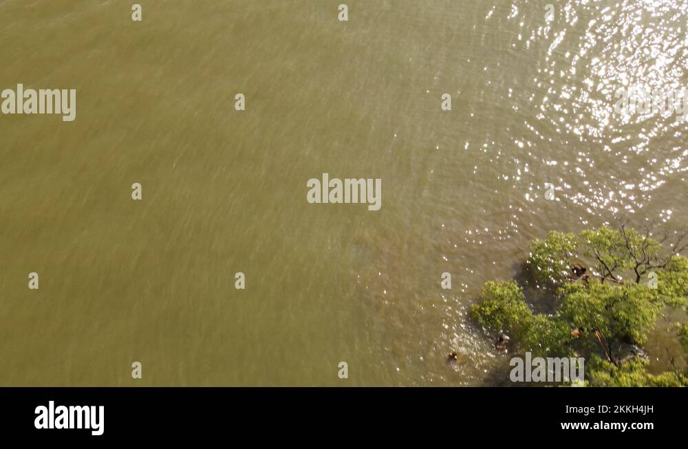 Mangrove Trees and Children Bathing, a successful reforestation program ...