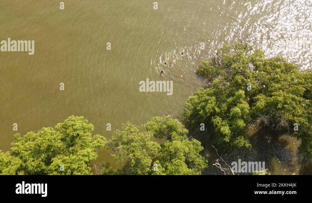Mangrove Trees and Children Bathing, a successful reforestation program ...