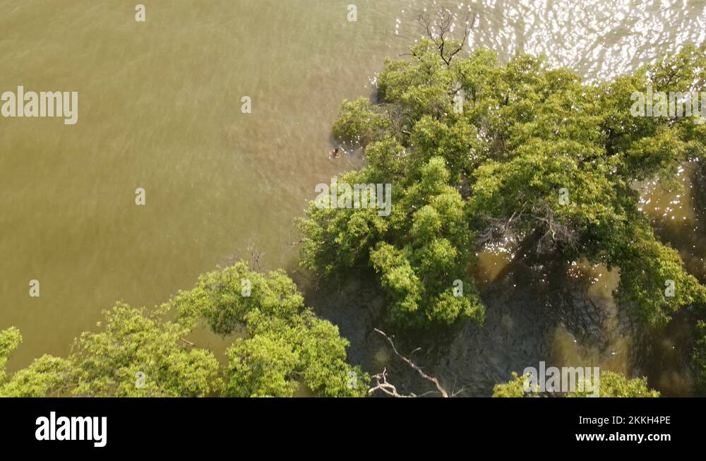 Mangrove Trees and Children Bathing, a successful reforestation program ...