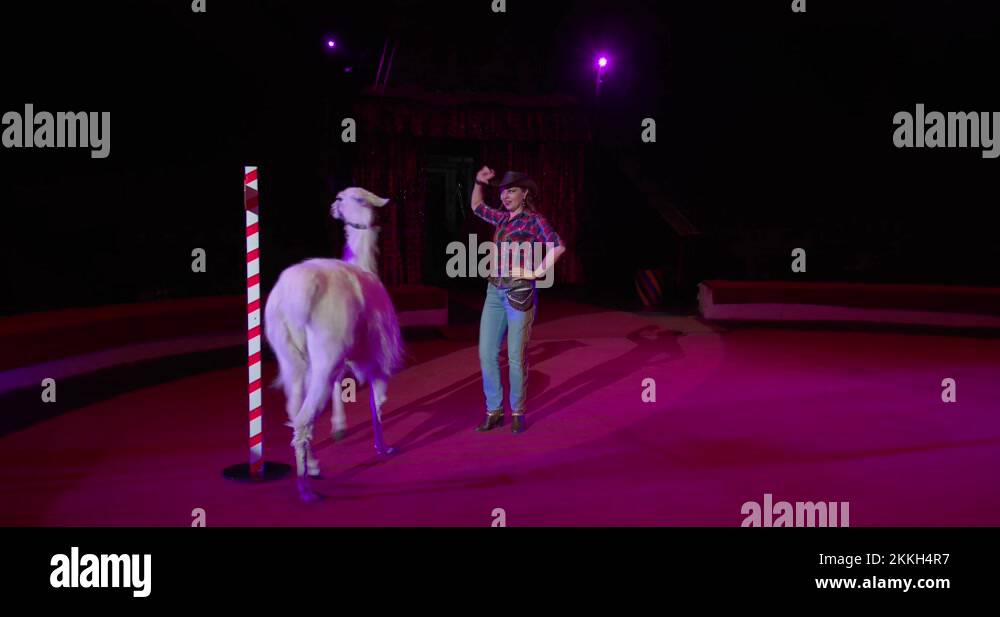 Animal show at the circus, white llama is walking around a pole on ...