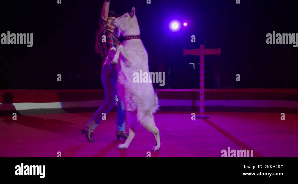 White goat is walking on back legs on stage, circus animal show, 4k ...