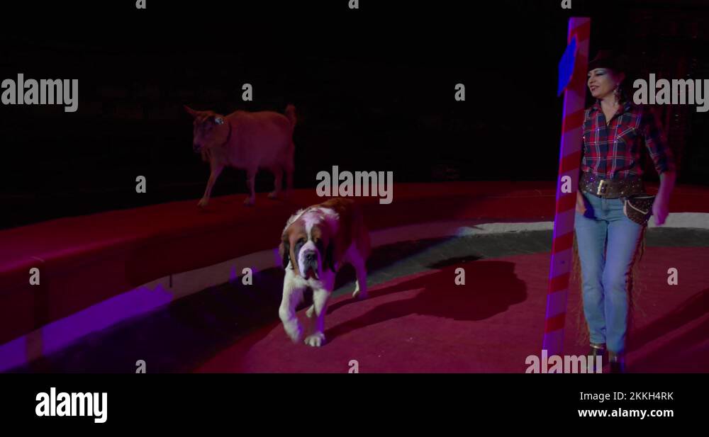 Circus show, a white goat is walking alongside a dog and trainer on ...