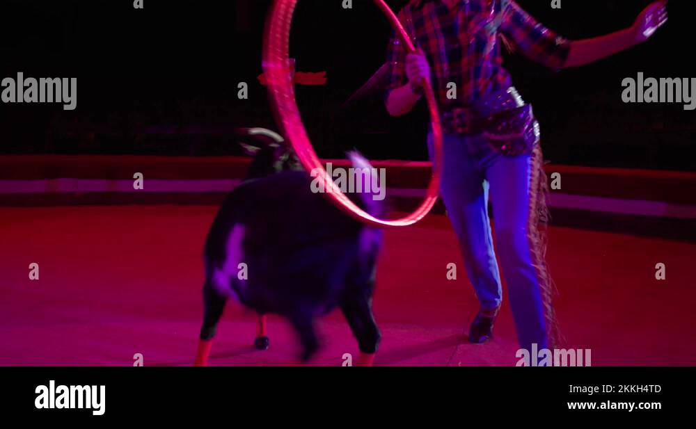 Trained farm animal, goat is jumping the hoop, circus show with a ...