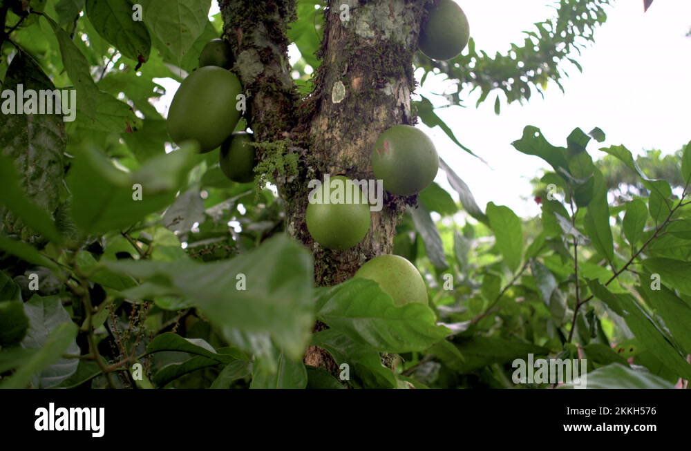 Round calabash fruits Stock Videos & Footage - HD and 4K Video Clips ...