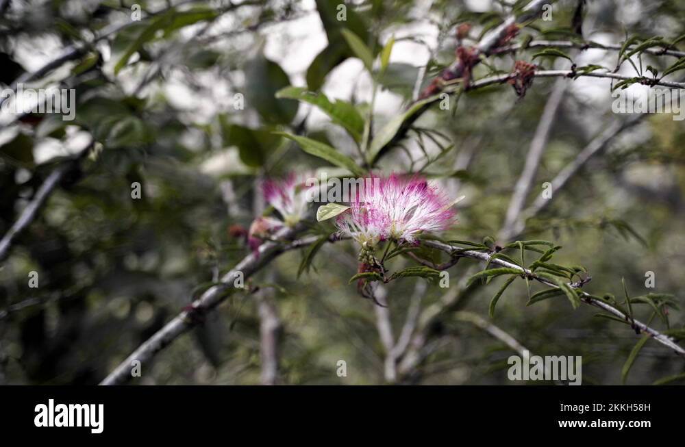 Ecuador native flower Stock Videos & Footage - HD and 4K Video Clips ...