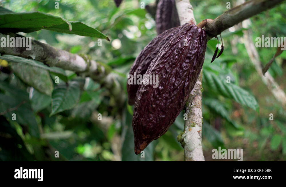 Ripe cacao fruits hanging on cacao plant in amazon rainforest of ...