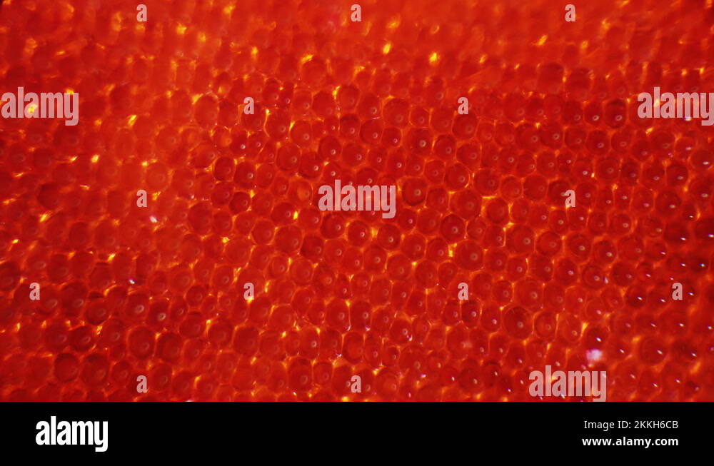 Chlorophyll micrograph Stock Videos & Footage - HD and 4K Video Clips ...