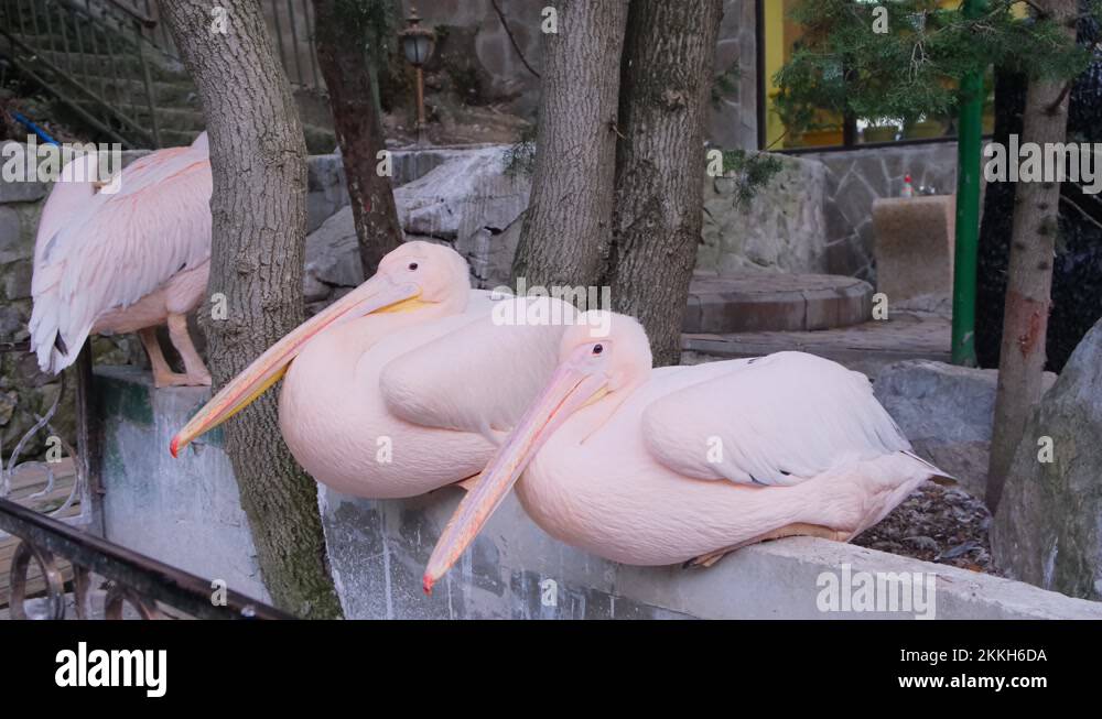 Pathos zoo Stock Videos & Footage - HD and 4K Video Clips - Alamy