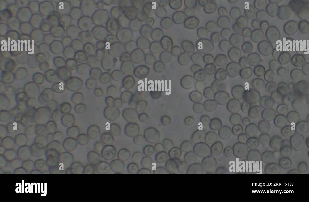 Saccharomyces cerevisiae Stock Videos & Footage - HD and 4K Video Clips ...
