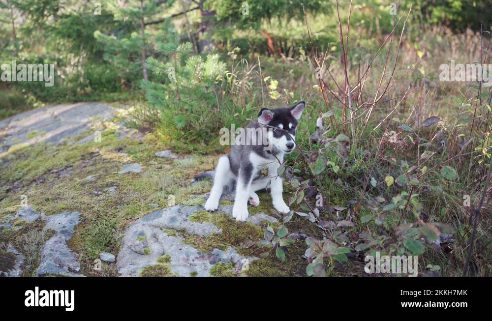 Young Siberian Husky Sitting And Biting Stem Of Plant. - close up ...