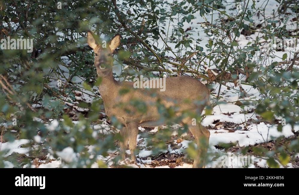 White roe deer Stock Videos & Footage - HD and 4K Video Clips - Alamy