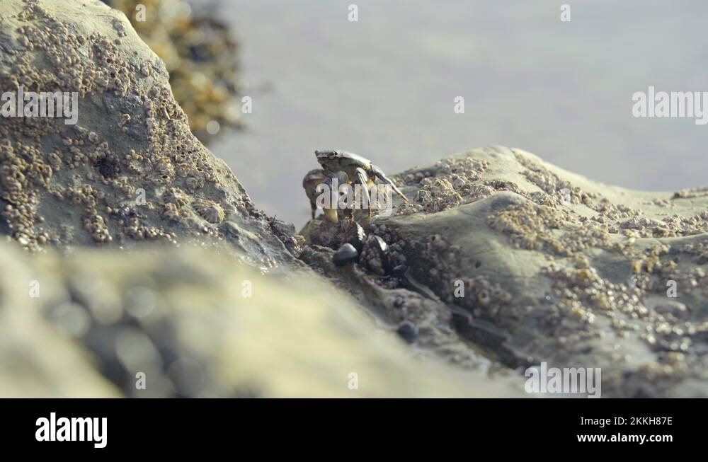 Crab rock pool Stock Videos & Footage - HD and 4K Video Clips - Alamy