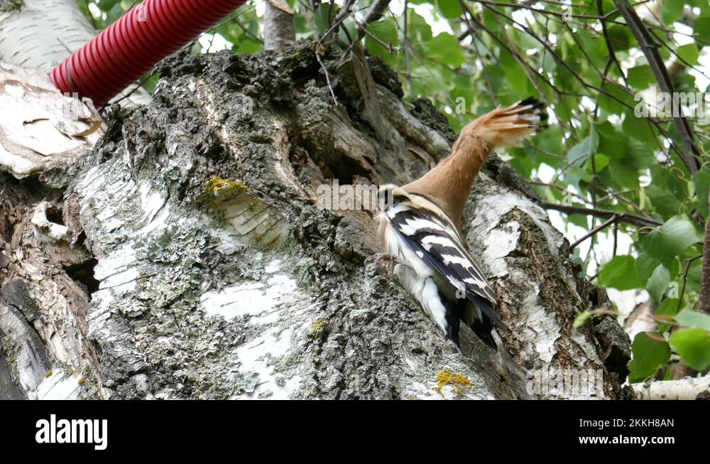 A hoopoe has food in its mouth for its young. The bird flaps its wings ...