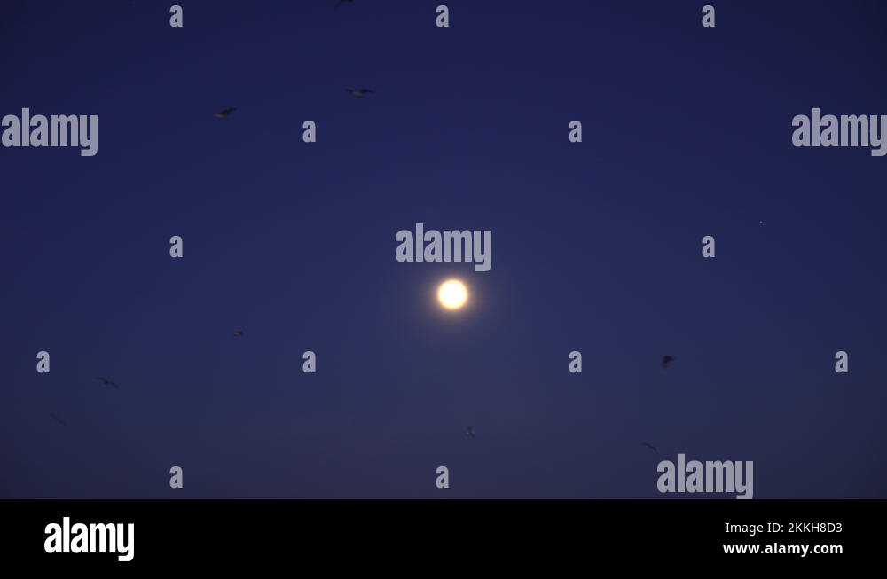 Bird flock moon Stock Videos & Footage - HD and 4K Video Clips - Alamy