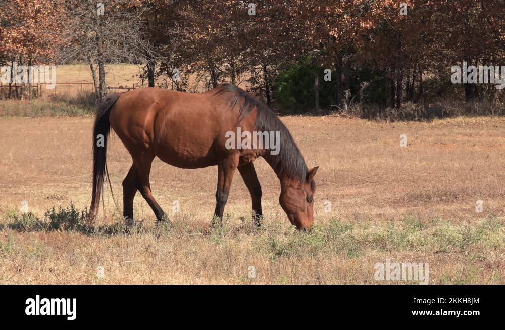 Arabian horse portrait bay mare Stock Videos & Footage - HD and 4K ...