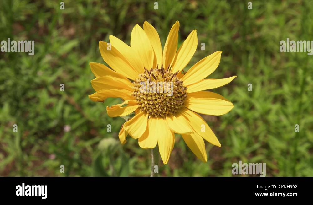 Downy sunflower Stock Videos & Footage - HD and 4K Video Clips - Alamy