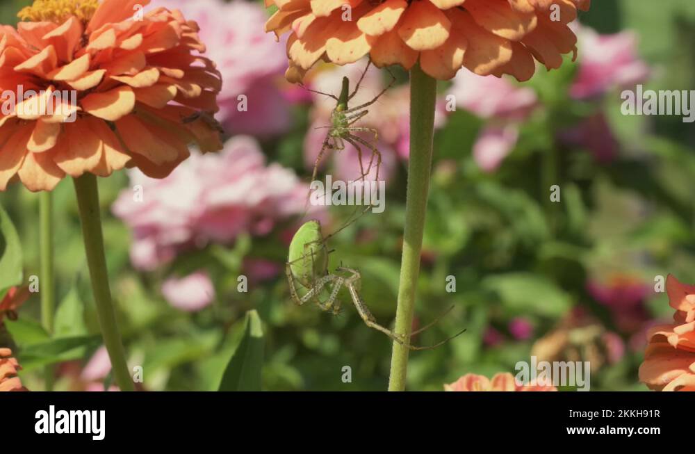 Green Lynx spiders mating, male descending from the top of the flower ...