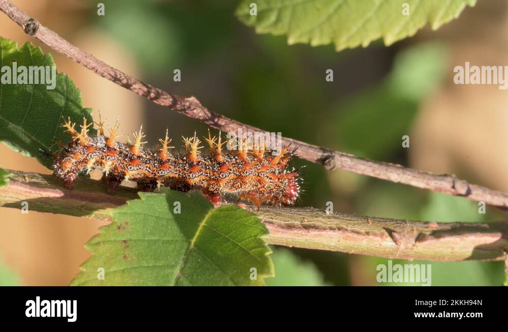 Question mark butterfly Stock Videos & Footage - HD and 4K Video Clips ...