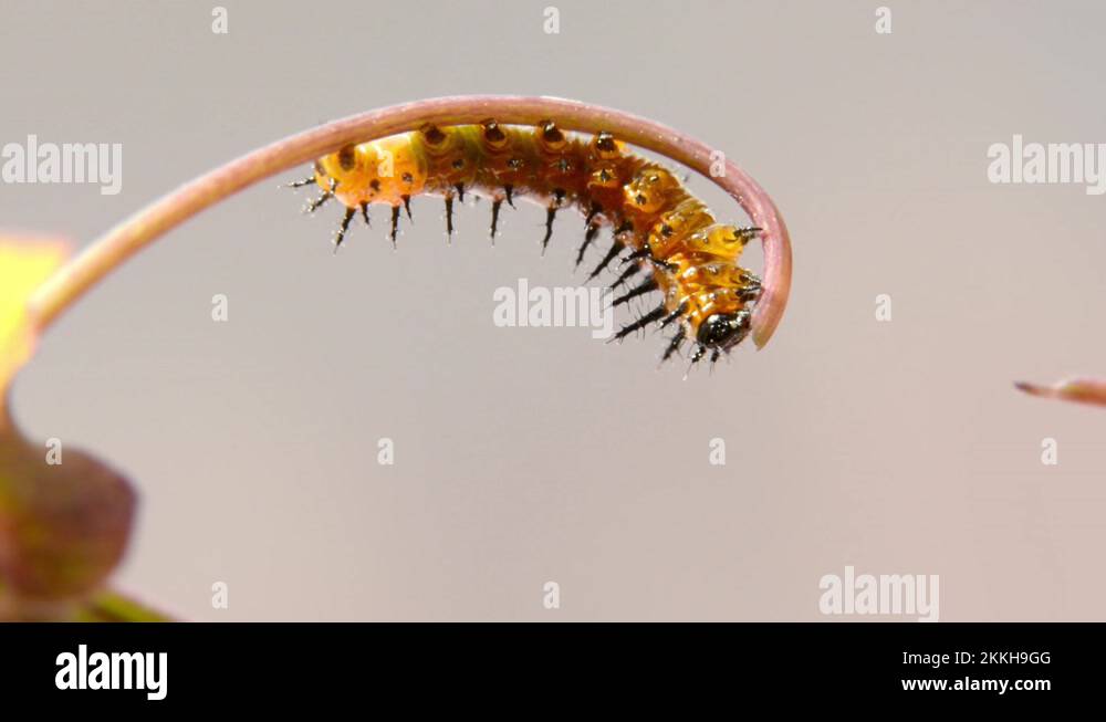 Tiny 2nd instar caterpillar of Gulf Fritillary butterfly eating a ...