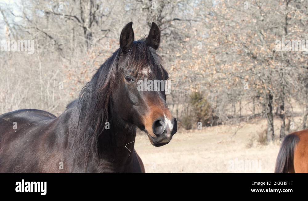 Beautiful dark bay arabian horse Stock Videos & Footage - HD and 4K ...
