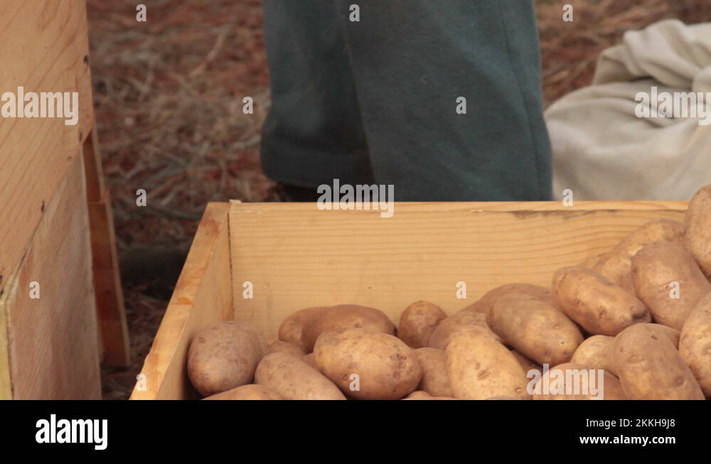 Civil War Tent Camp recreation -- Soldiers Issued Potato Food Rations ...