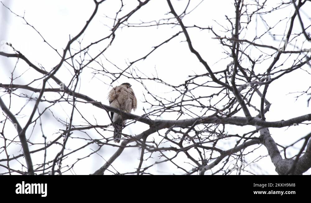 Peregrine peregrine falcon falcon bird of prey raptor Stock Videos ... Peregrine peregrine falcon falcon bird of prey raptor Stock Videos ...