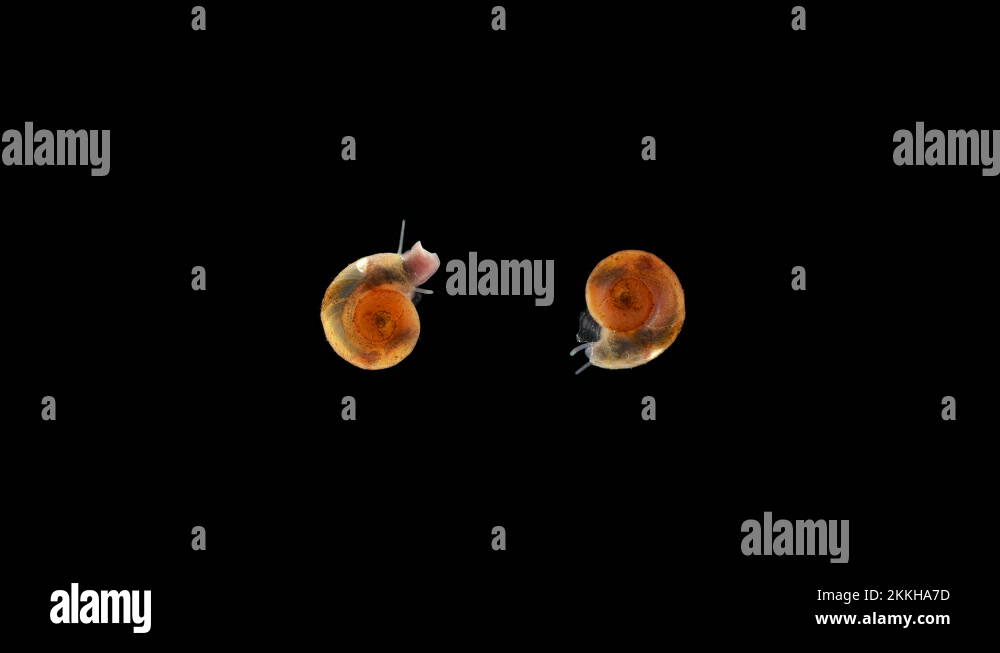 Snail Planorbis sp., Family Planorbidae, order Pulmonata Stock Video Footage - Alamy