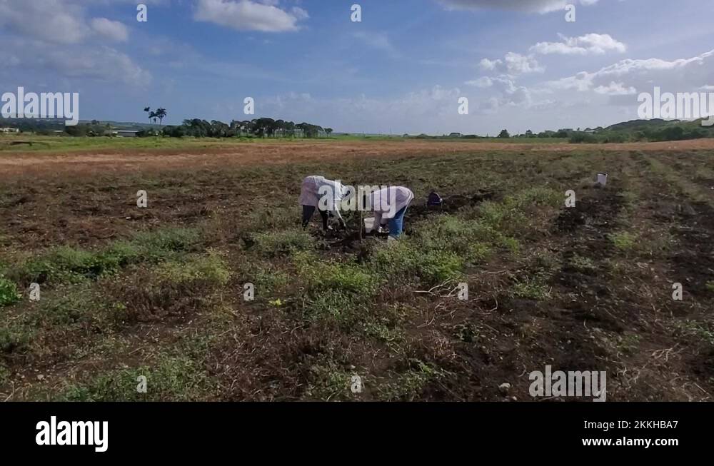 African women farming in africa Stock Videos & Footage - HD and 4K ...