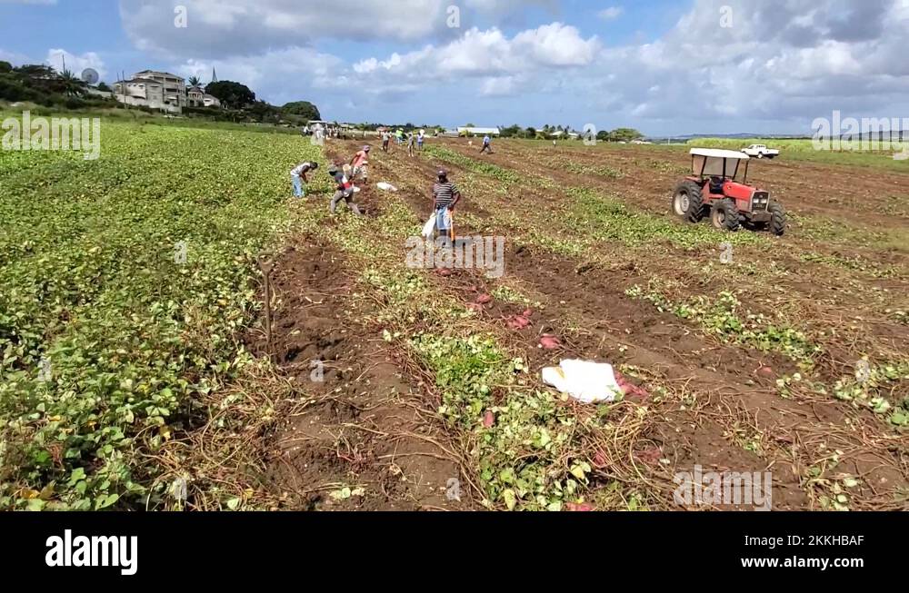 Agricultural farm caribbean Stock Videos & Footage - HD and 4K Video ...