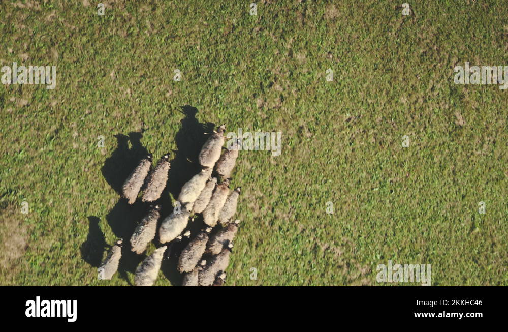 Farm animal top down aerial. Sheeps at grass mountain pastures. Nature ...