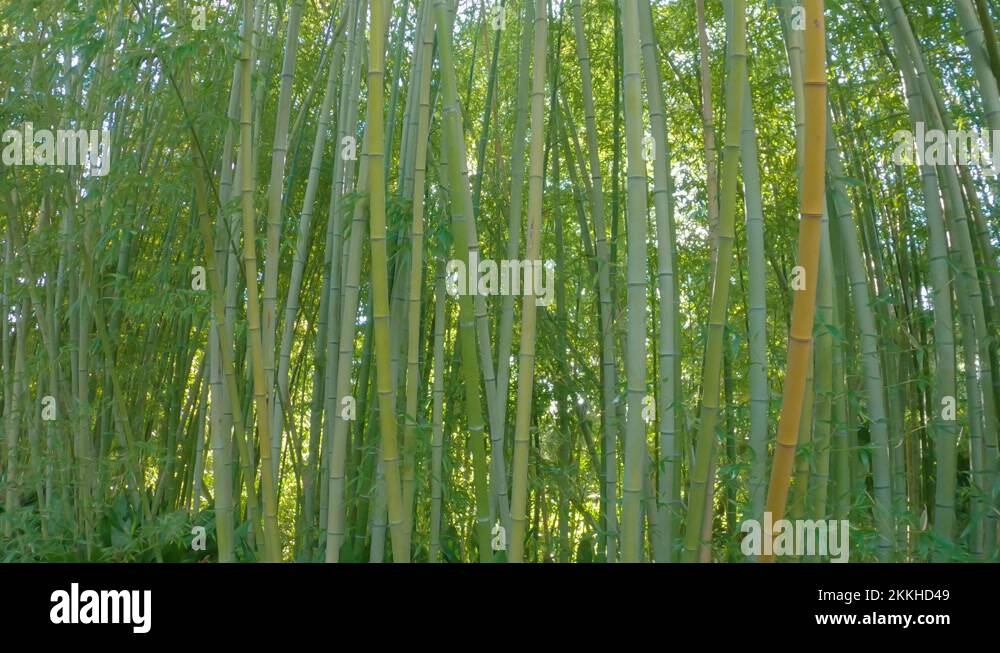 Bamboo cane garden Stock Videos & Footage - HD and 4K Video Clips - Alamy