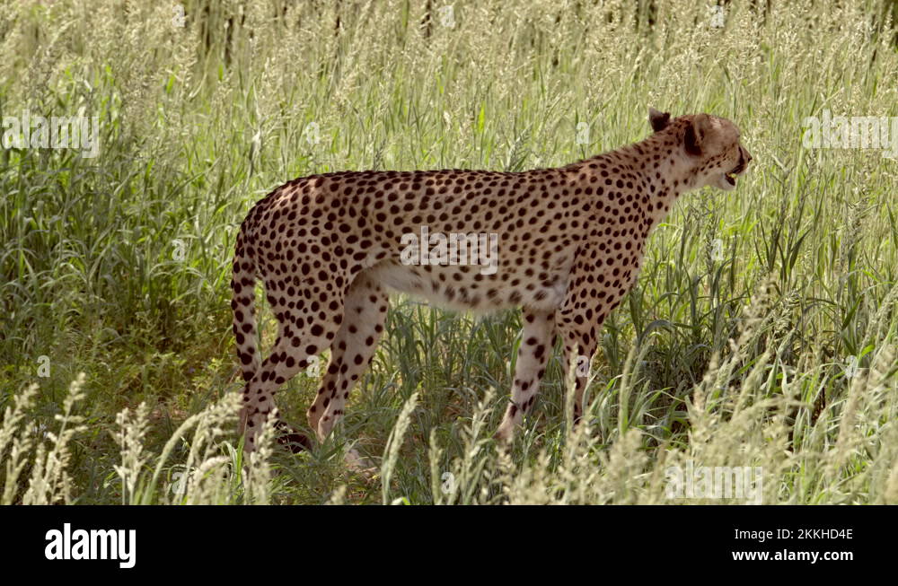 Slow motion of a male cheetah standing up and walking through the long ...
