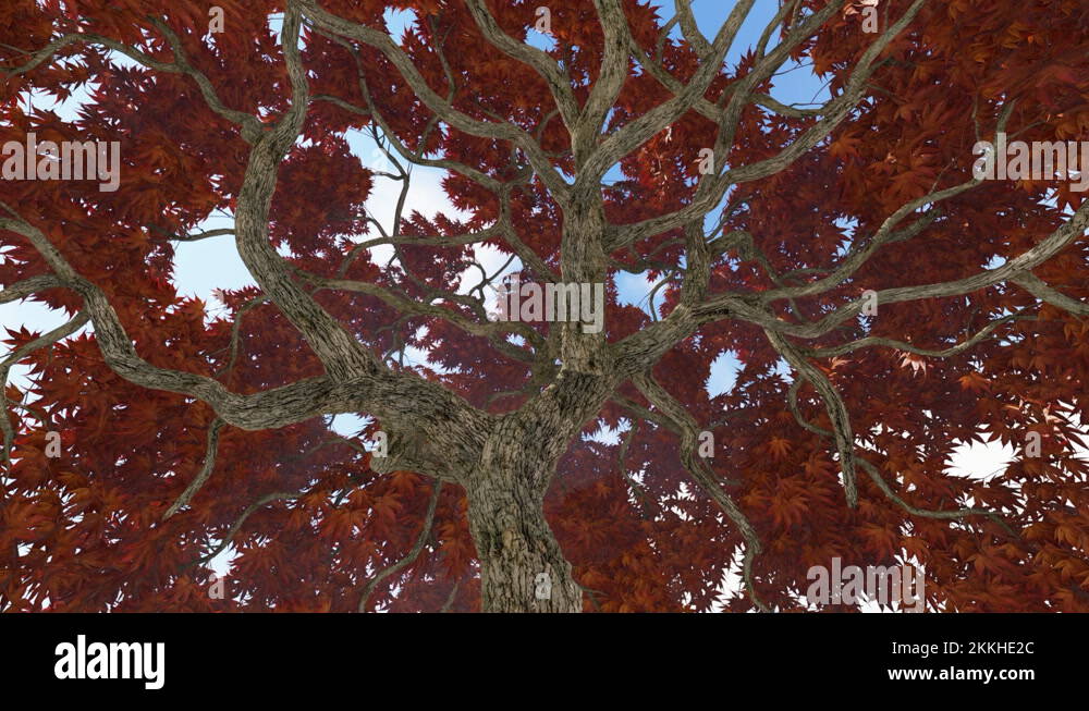 Sun breaking through a large Japanese maple tree canopy Stock Video ...