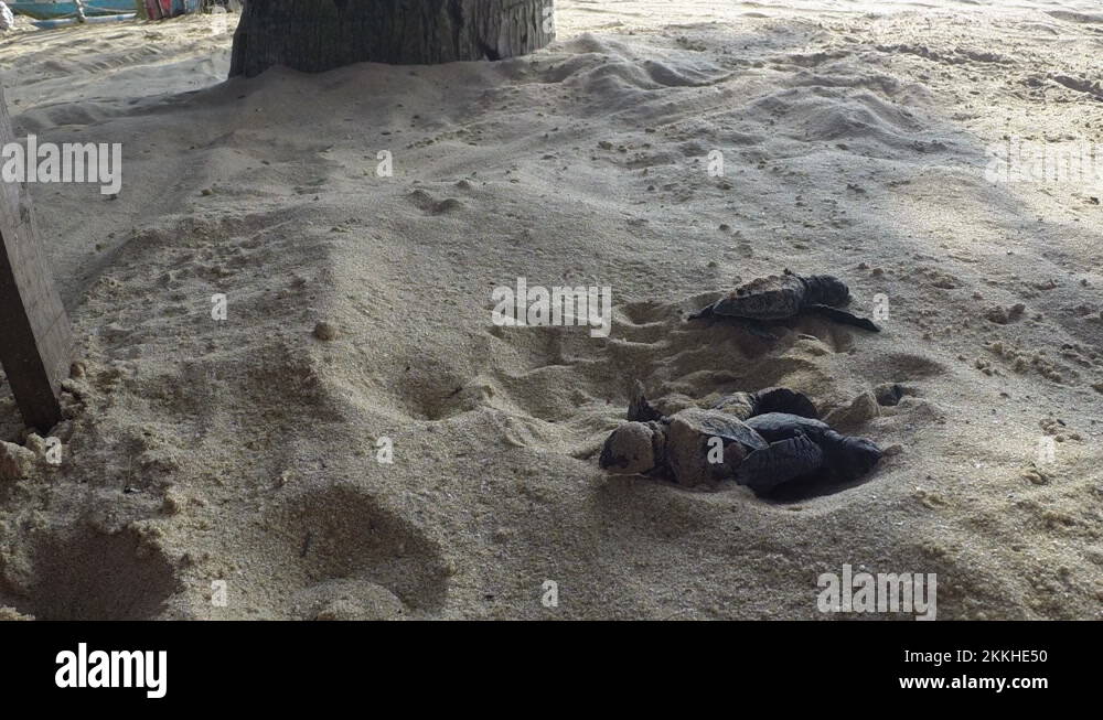 Green sea turtles young sand Stock Videos & Footage - HD and 4K Video ...