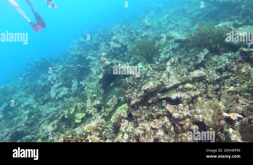 Coral reefs, rocks, stones and algae are seen while snorkeling in a ...