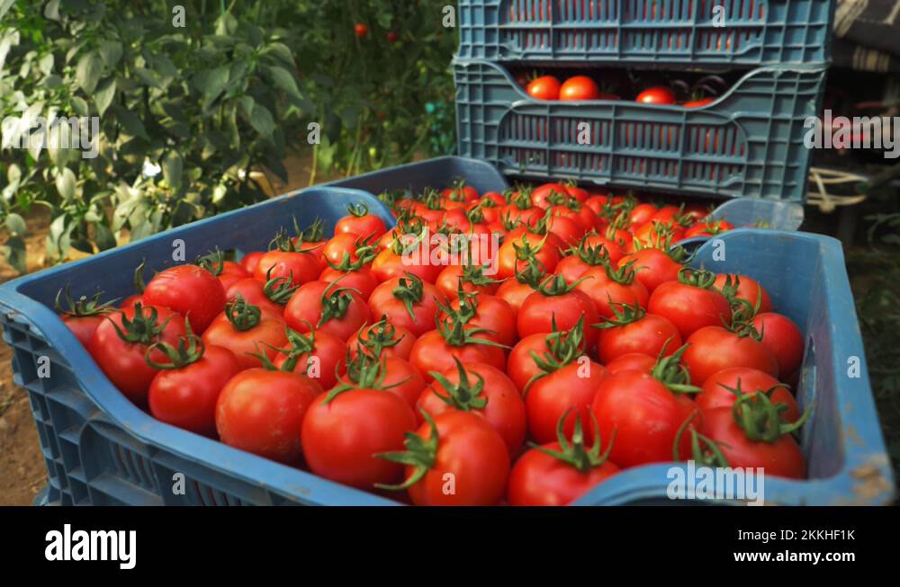 Commercial tomato Stock Videos & Footage - HD and 4K Video Clips - Alamy