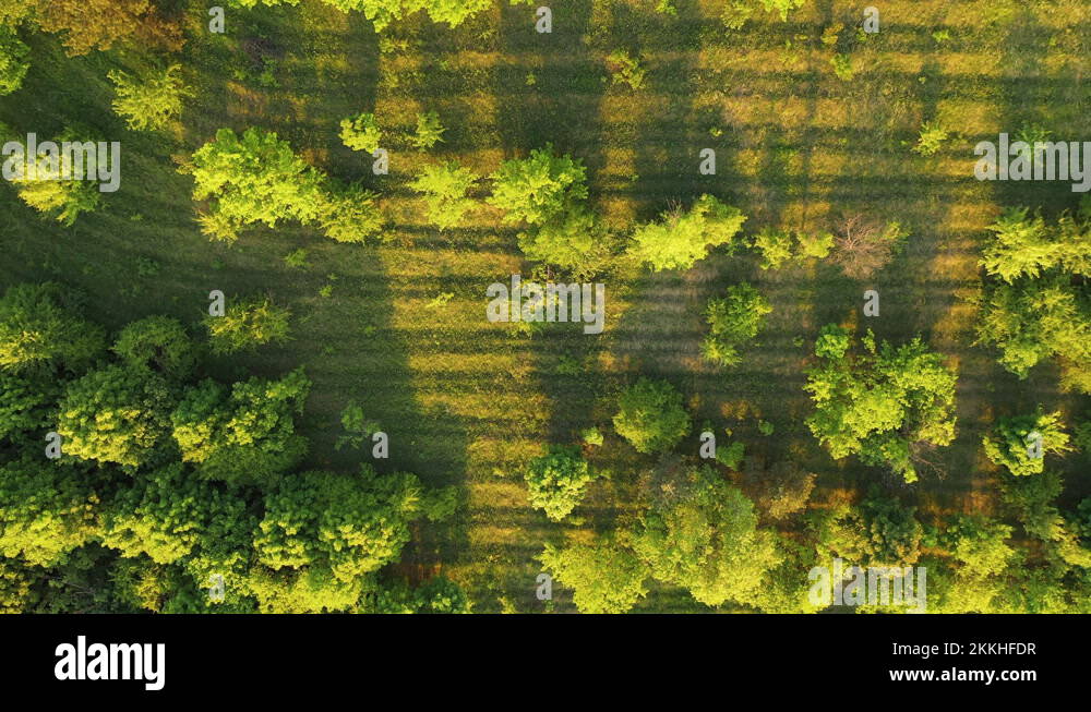 Tree ecosystem Stock Videos & Footage - HD and 4K Video Clips - Alamy