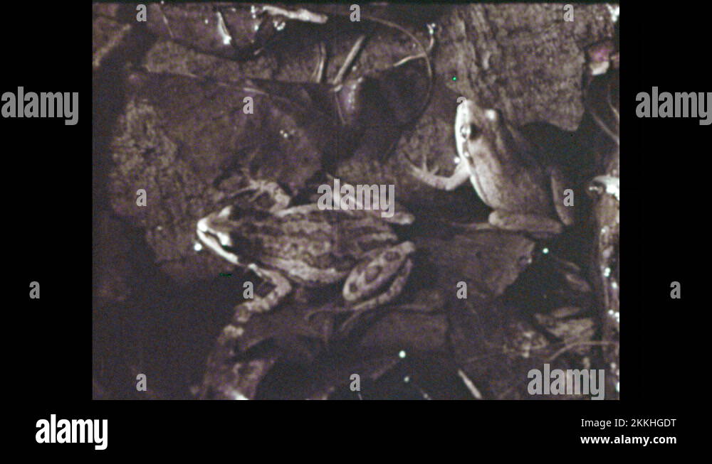 1950s: Sperm cells. Two frogs on lily pads. Two cicadas mate. Chick ...