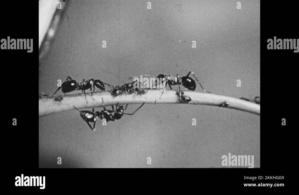 1950s: Farmer ants herd aphids. Farmer ant strokes aphids with antennas ...