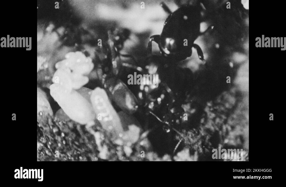 Ant nursery Stock Videos & Footage - HD and 4K Video Clips - Alamy