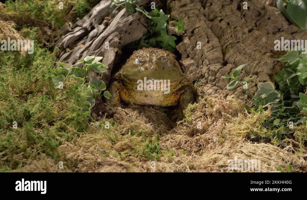 Pyxicephalus Stock Videos & Footage - HD and 4K Video Clips - Alamy