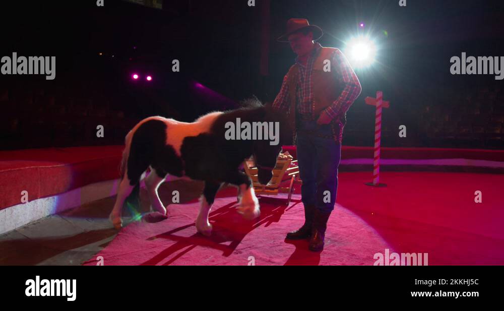 Adorable pony is shaking its hoof on stage of a circus, doing a trick ...
