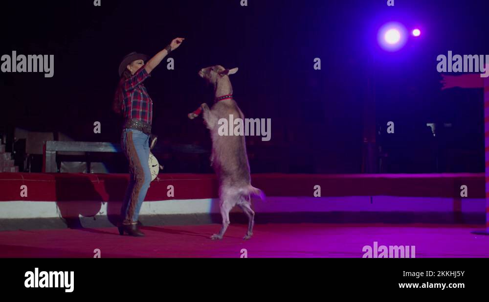 Trainer is performing on stage with a goat that is walking on its back ...