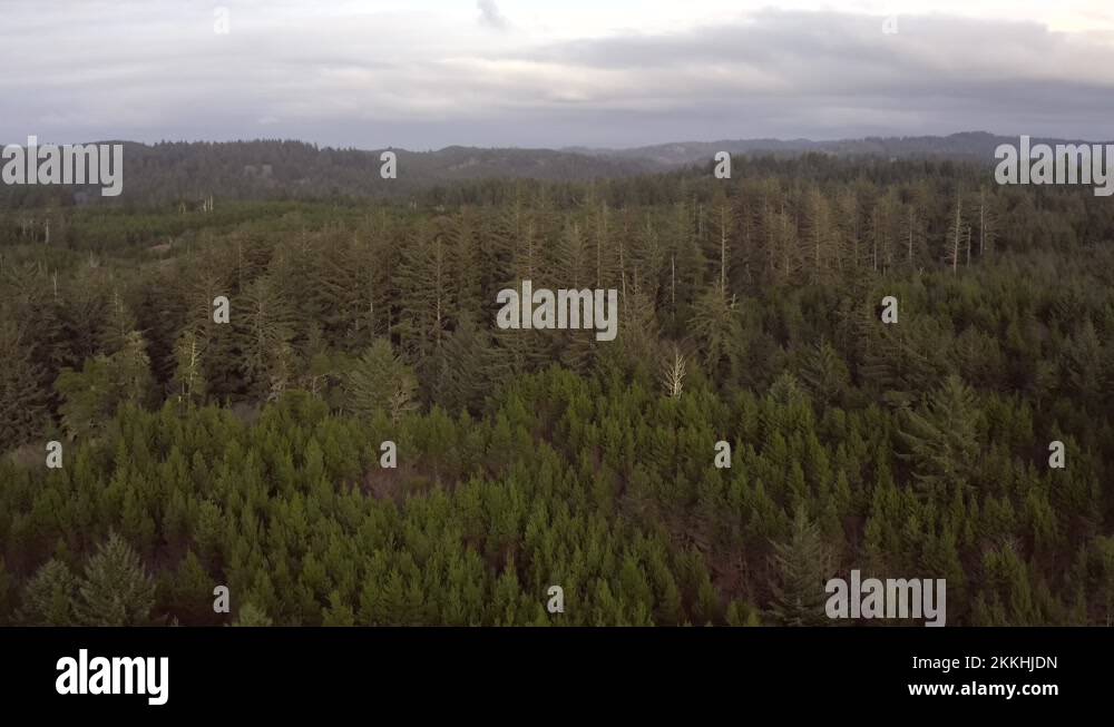 Oregon pine Stock Videos & Footage - HD and 4K Video Clips - Alamy