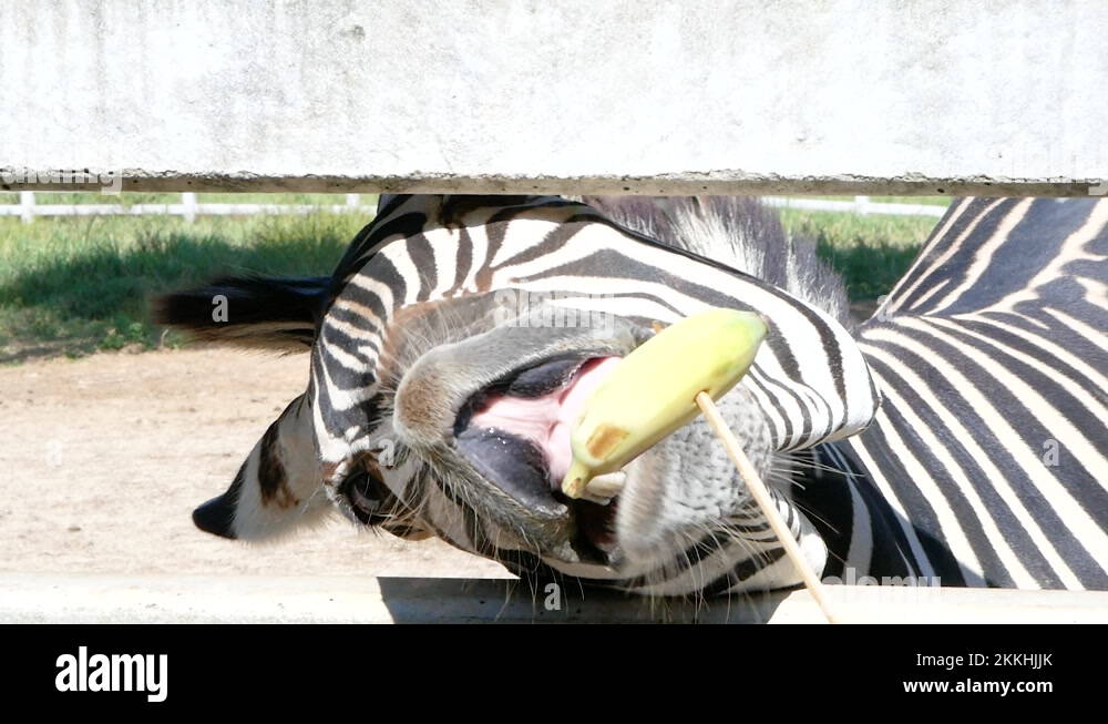 Horse eating banana Stock Videos & Footage - HD and 4K Video Clips - Alamy