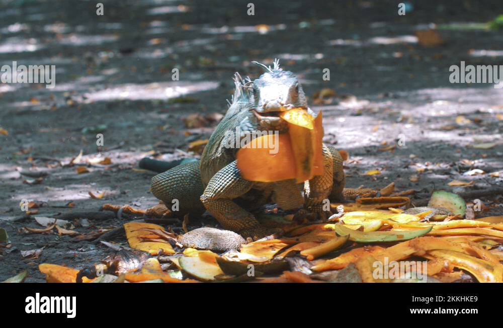 Green iguana eating fruit Stock Videos & Footage - HD and 4K Video ...
