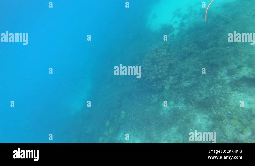 Snorkeling above coral reefs, stones, rocks and algae of a paradisiac ...