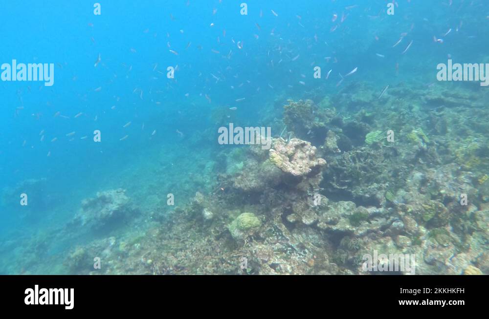 Dozens of small grey fish swimming above coral reefs and the bottom of ...