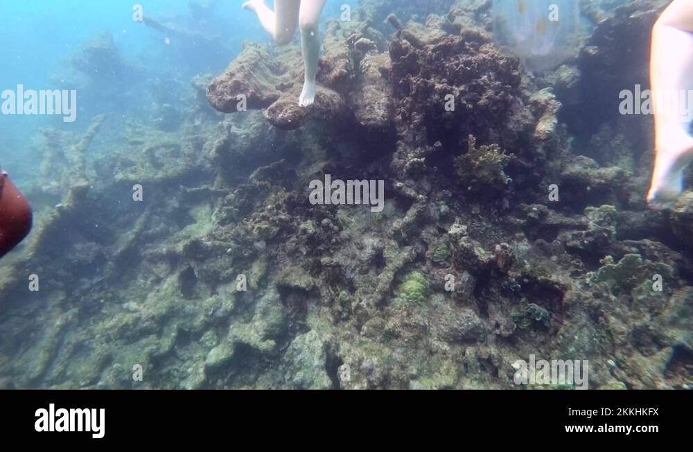 Two women are floating above coral reefs and a small jellyfish is seen ...